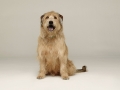 Archie - Good Dog Animals