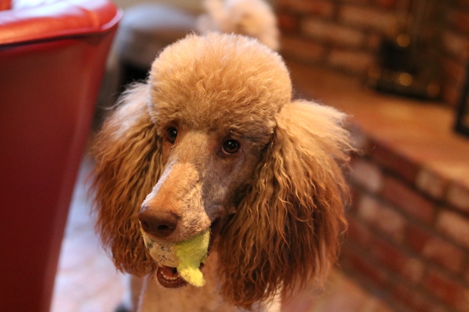 Daphne - Good Dog Animals