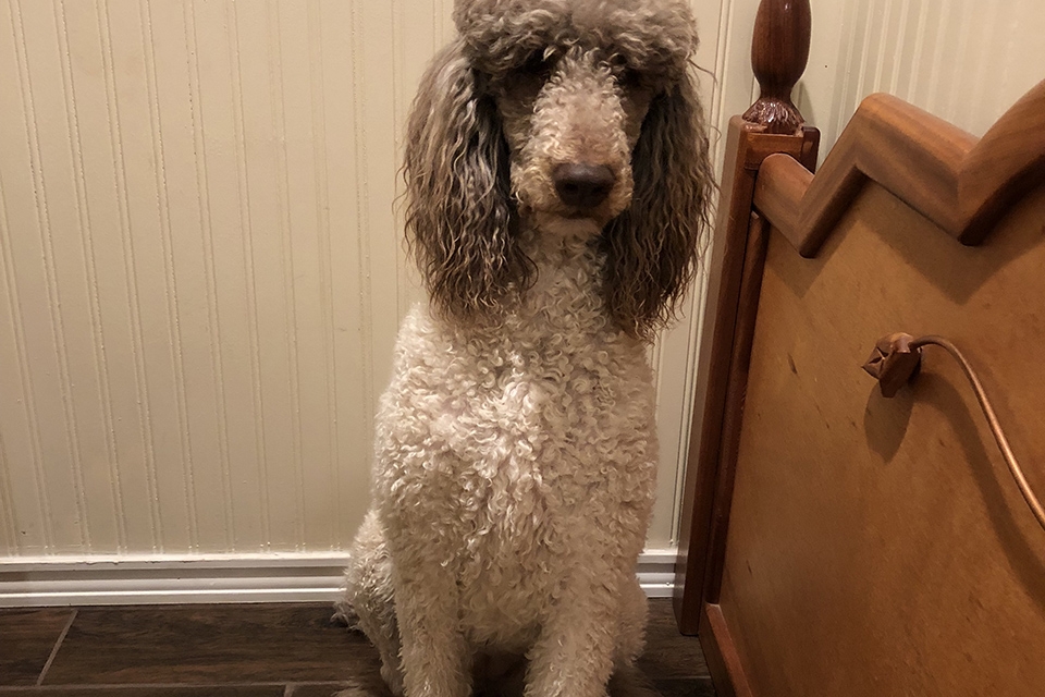 Daphne - Good Dog Animals