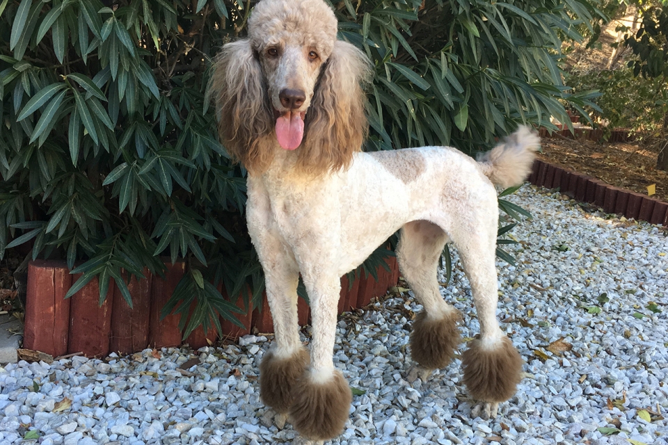 Daphne - Good Dog Animals